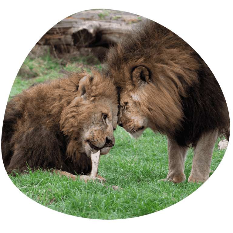 BOGOF Tickets: West Midlands Safari Park – 2 for £32 at West Midland ...