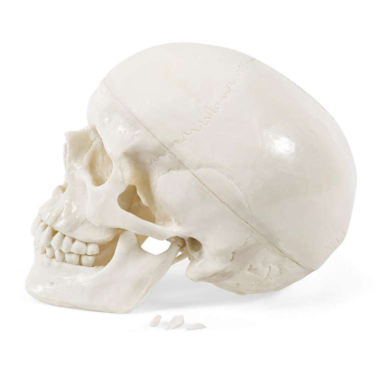 Skull Model – Life-Size Human Skull, 3-Part | Removable Calvarium ...