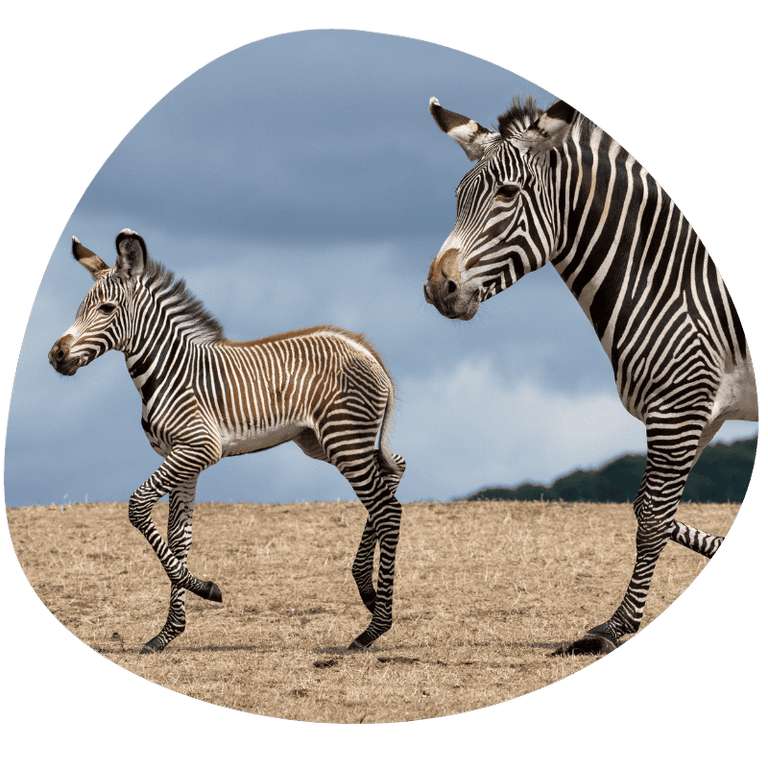 BOGOF Tickets: West Midlands Safari Park – 2 for £32 at West Midland ...