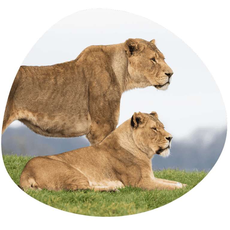 BOGOF Tickets: West Midlands Safari Park – 2 for £32 at West Midland ...