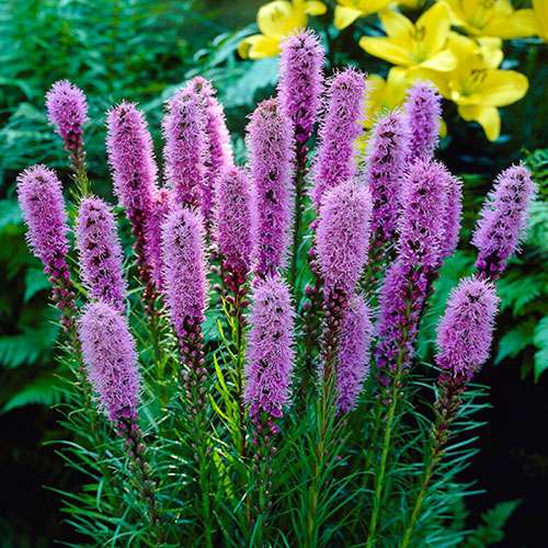 Summer Flowering Bulb Collection for £14.99 at YouGarden | hotukdeals